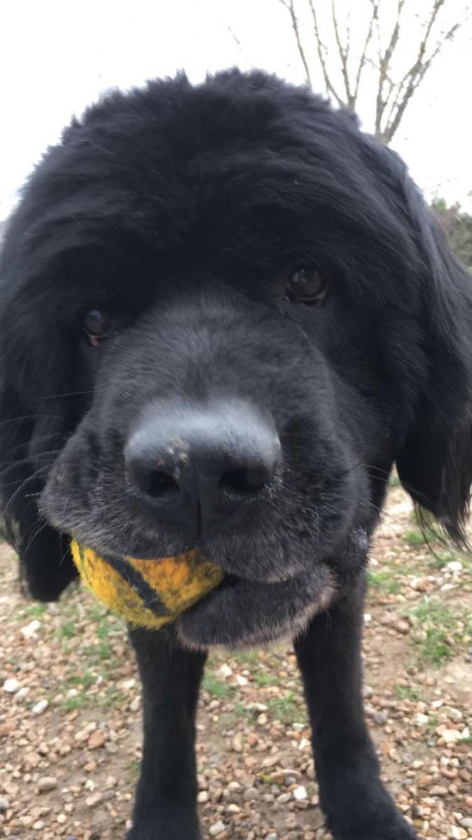 Meet Our Guests - Country Lane Kennels