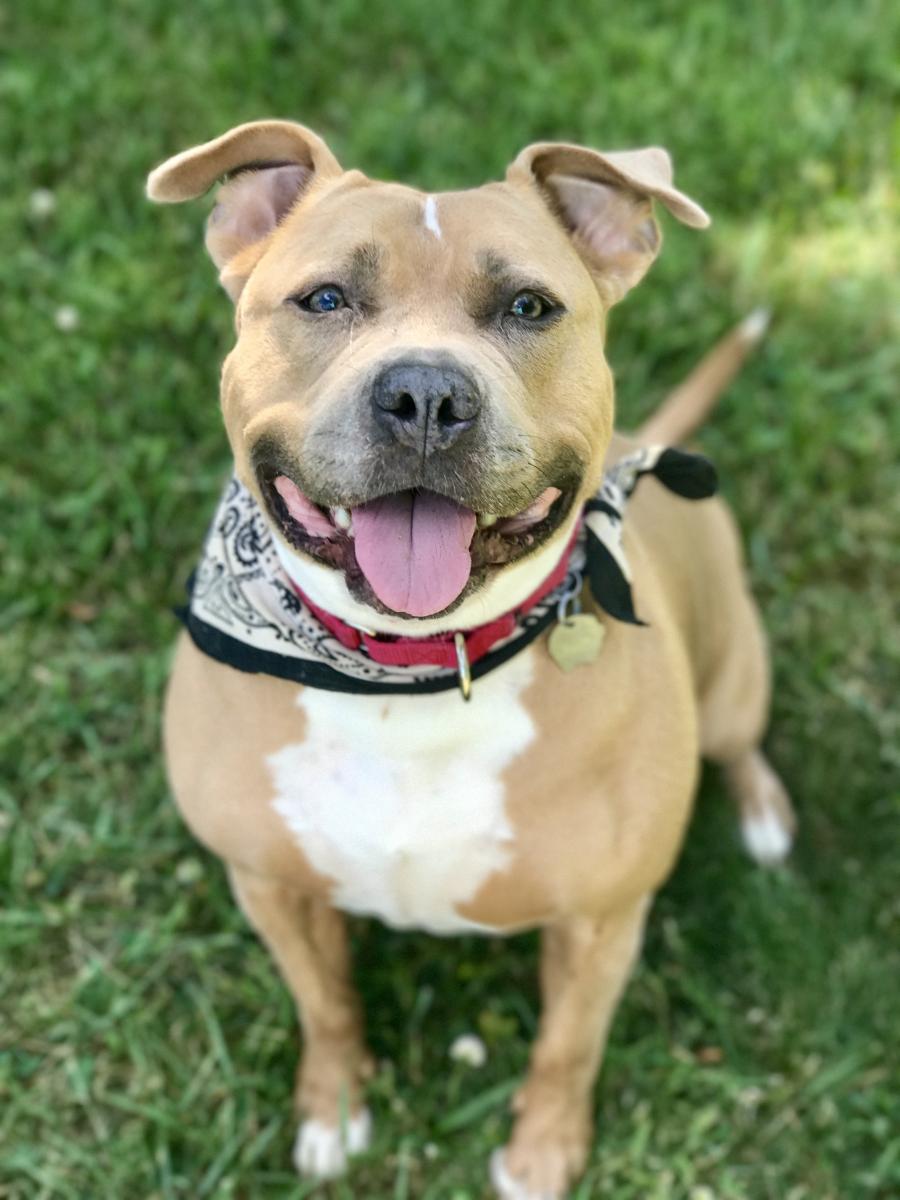 Meet Our Guests - Country Lane Kennels